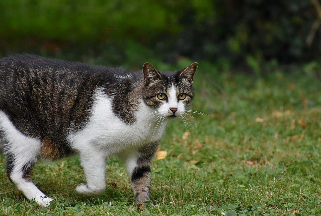 Katze läuft unruhig hin und her?